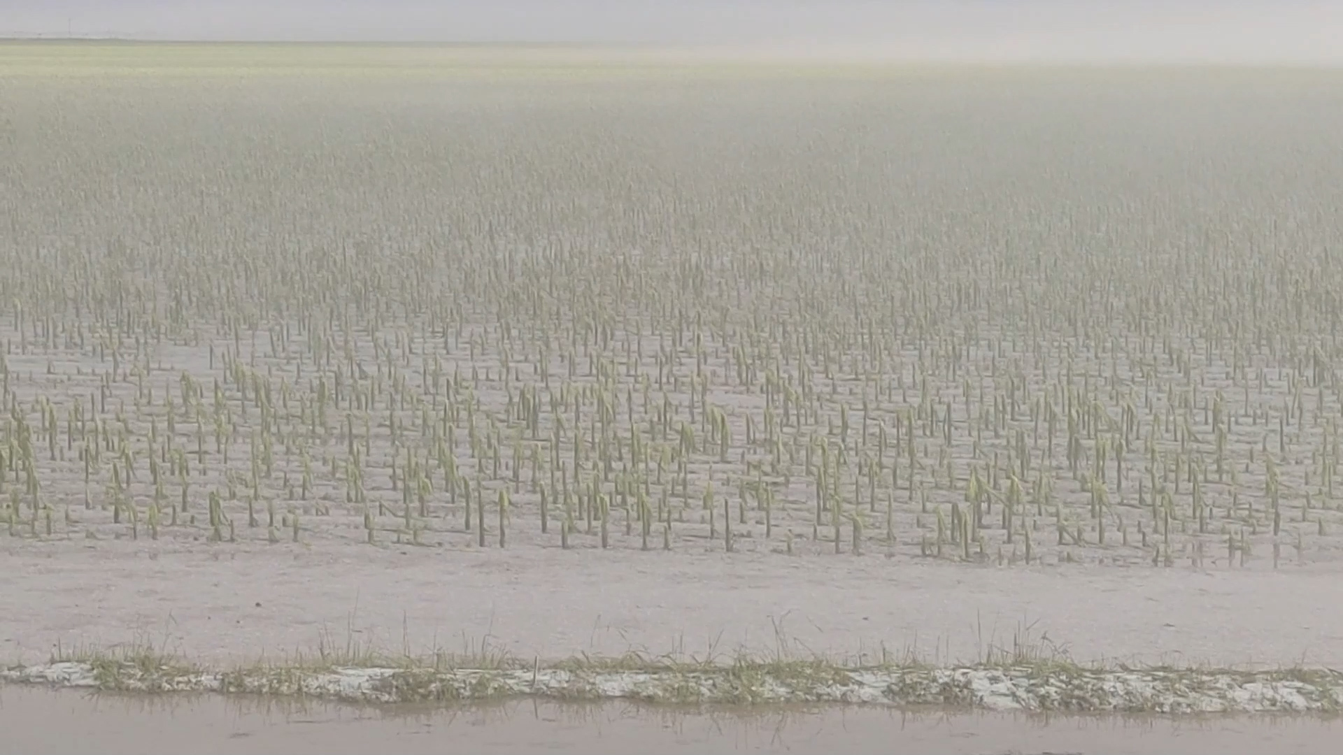 Farmers Assess Weekend’s Crop Destroying Hail