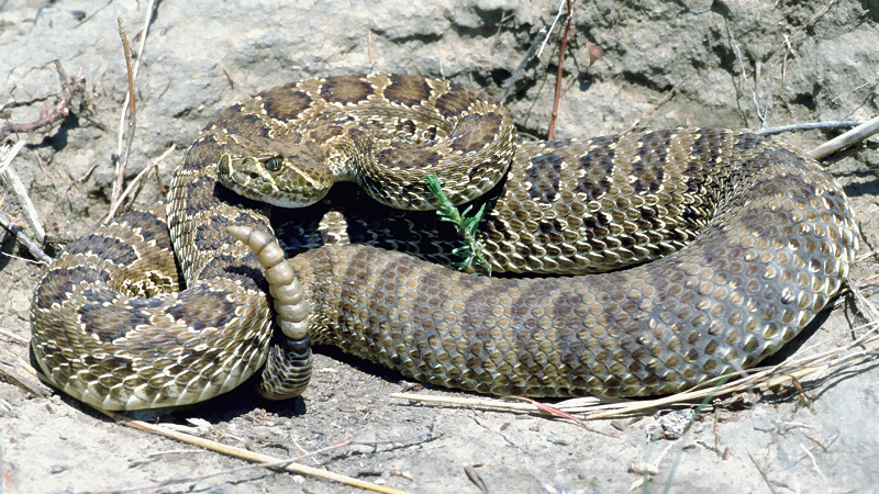 Public advised to be mindful of rattlesnakes as temperatures rise