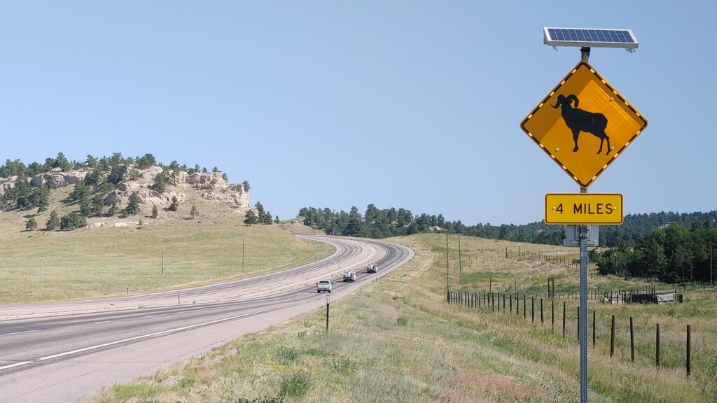 NDOT seeks study on options to cut collisions with bighorn sheep in ...