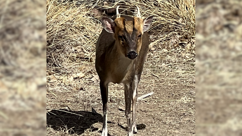 Scottsbluff Zoo Mourns Death of Their Reeve’s Muntjac