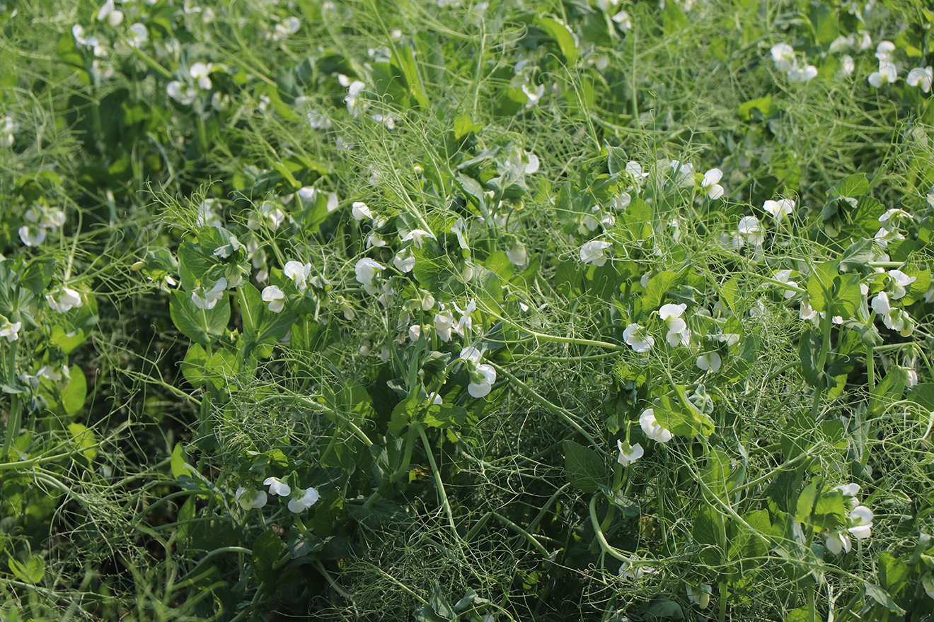 KNEB-AM 960 AM – 100.3 FM - Pulse Crops to be the Focus of November ...