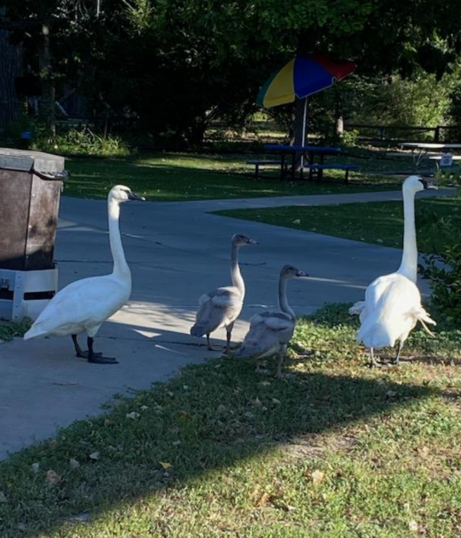 RDC Sends Young Baby Swans to Pacific Northwest