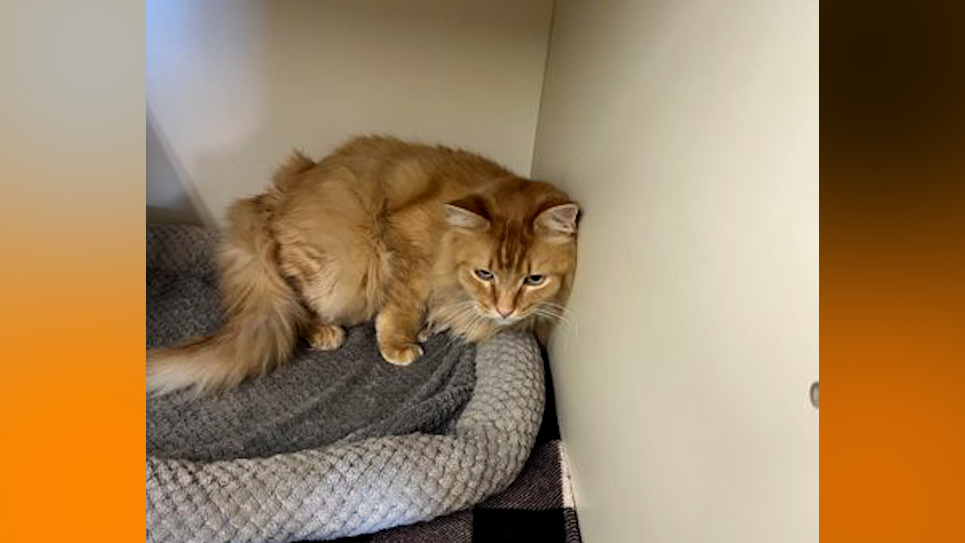 KNEB-AM 960 AM – 100.3 FM - Red Foreman- PHS Pet of the Week