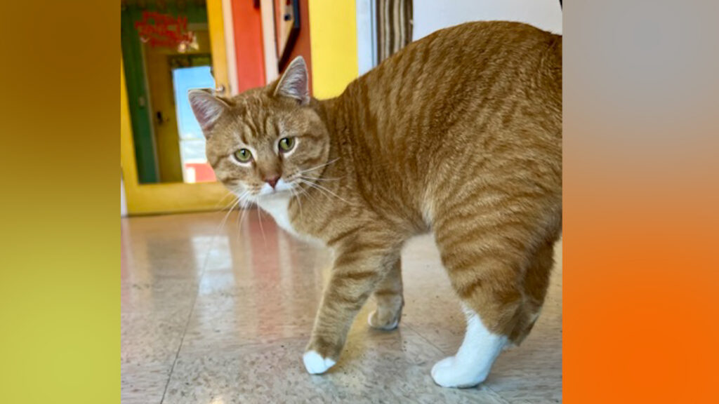 KNEB-AM 960 AM – 100.3 FM - Lt. Dan- PHS Pet of the Week