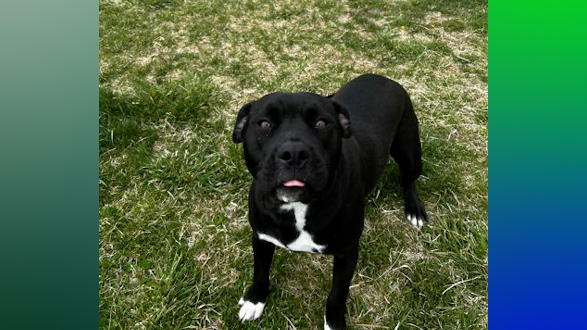 Athena- PHS Pet of the Week - KOZY