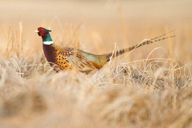 KNEB-AM 960 AM – 100.3 FM - Pheasants to be Released for Hunting Before ...