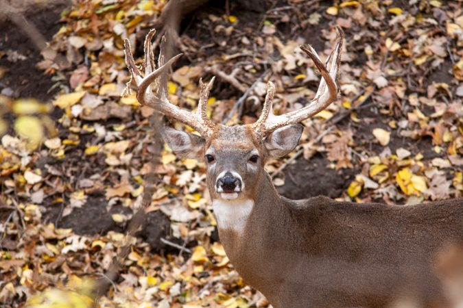KNEB-AM 960 AM – 100.3 FM - Hunters Asked to Report Collared Deer