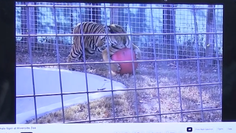 RDC tiger gets a name, funds raised at weekend Tea Time event