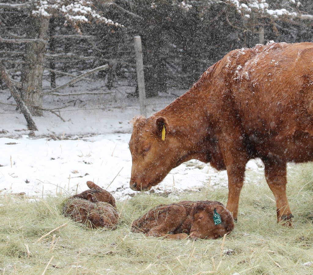 Planning for the Calving Season - KHYY