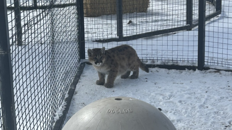 Riverside Discovery Center announces arrival of a new mountain lion cub