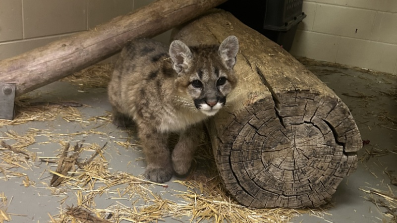 Riverside Discovery Center announces arrival of a new mountain lion cub