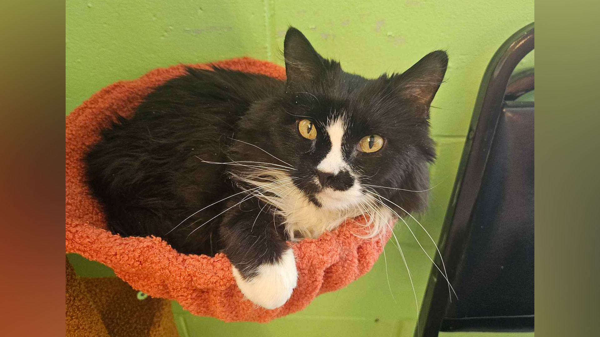 KNEB-AM 960 AM – 100.3 FM - Sir Kitty Boo- PHS Pet of the Week