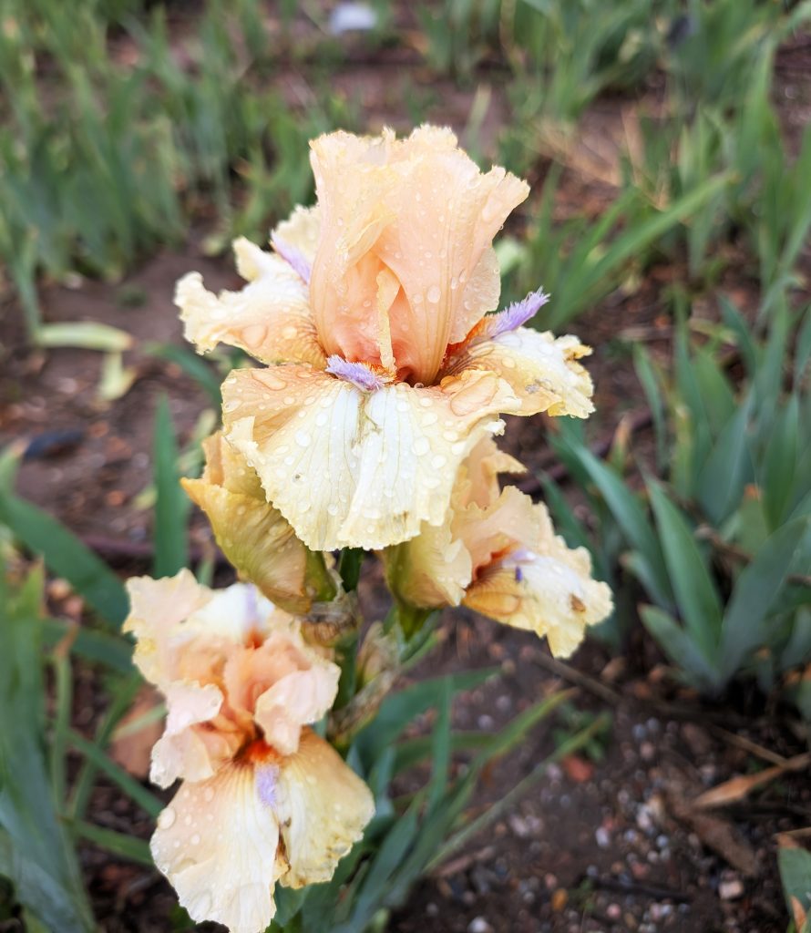 Iris Show adds educational aspect to event