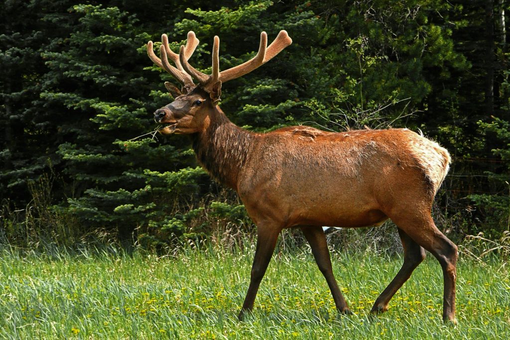 KNEB-AM 960 AM – 100.3 FM - Wyoming Wildlife Calendar Photo Contest ...