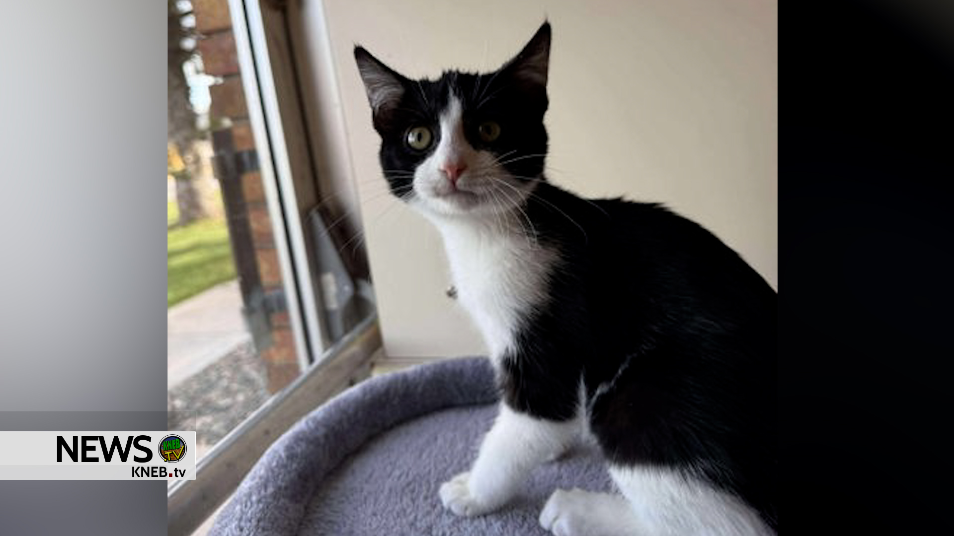 KNEB-AM 960 AM – 100.3 FM - Ducky- PHS Pet of the Week