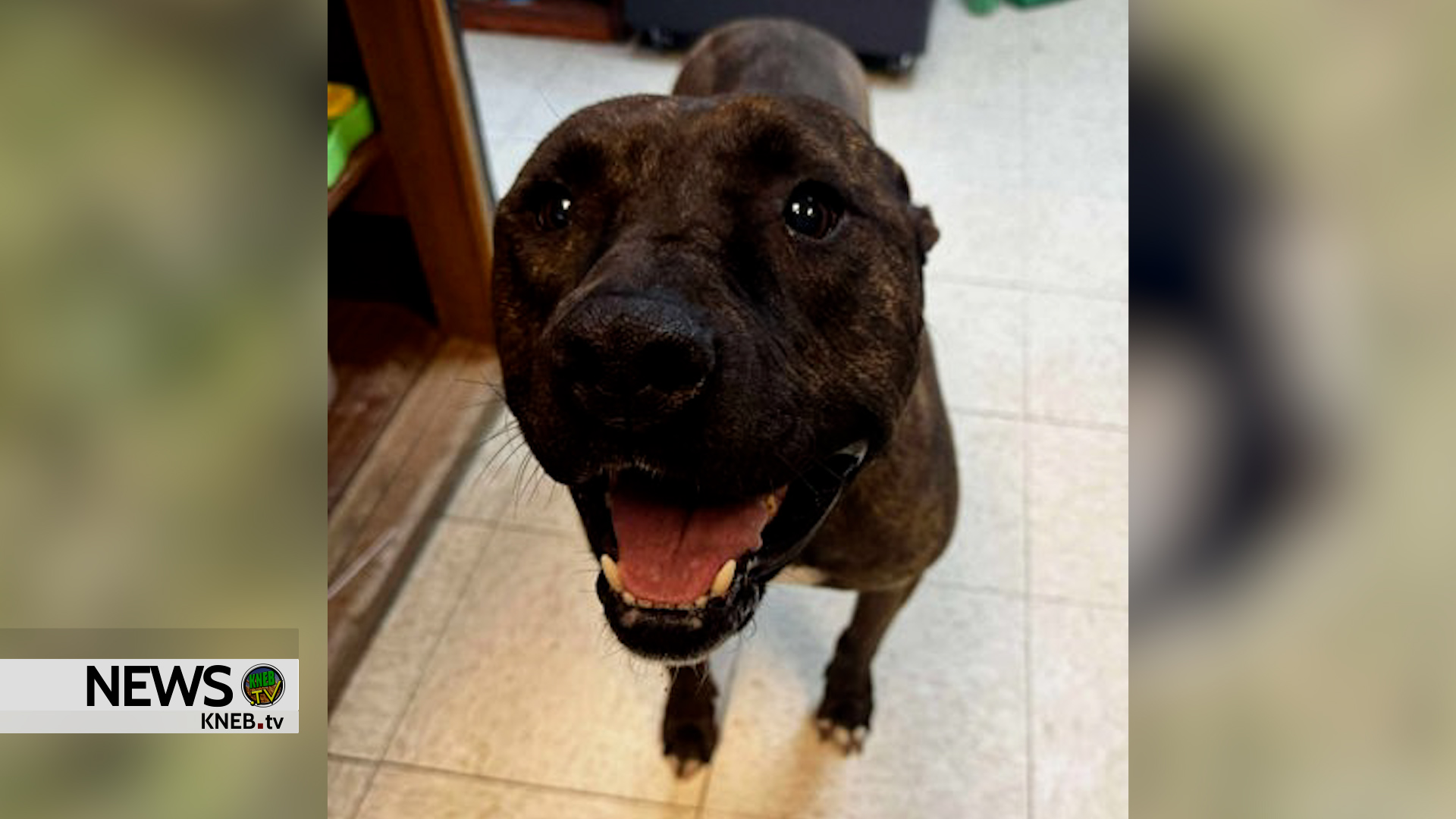 Chloe- PHS Pet of the Week - KNEB-FM The Brand