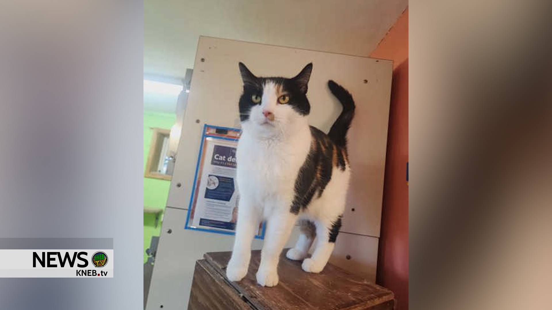 Zena- PHS Pet of the Week