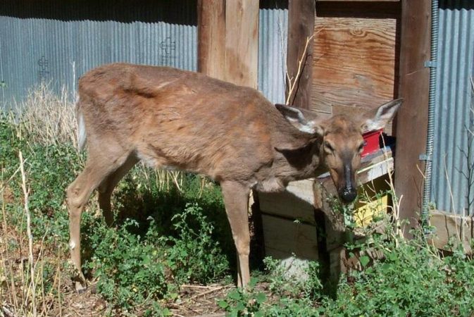 KNEB-AM 960 AM – 100.3 FM - Surveillance Detects 197 Positive CWD Cases