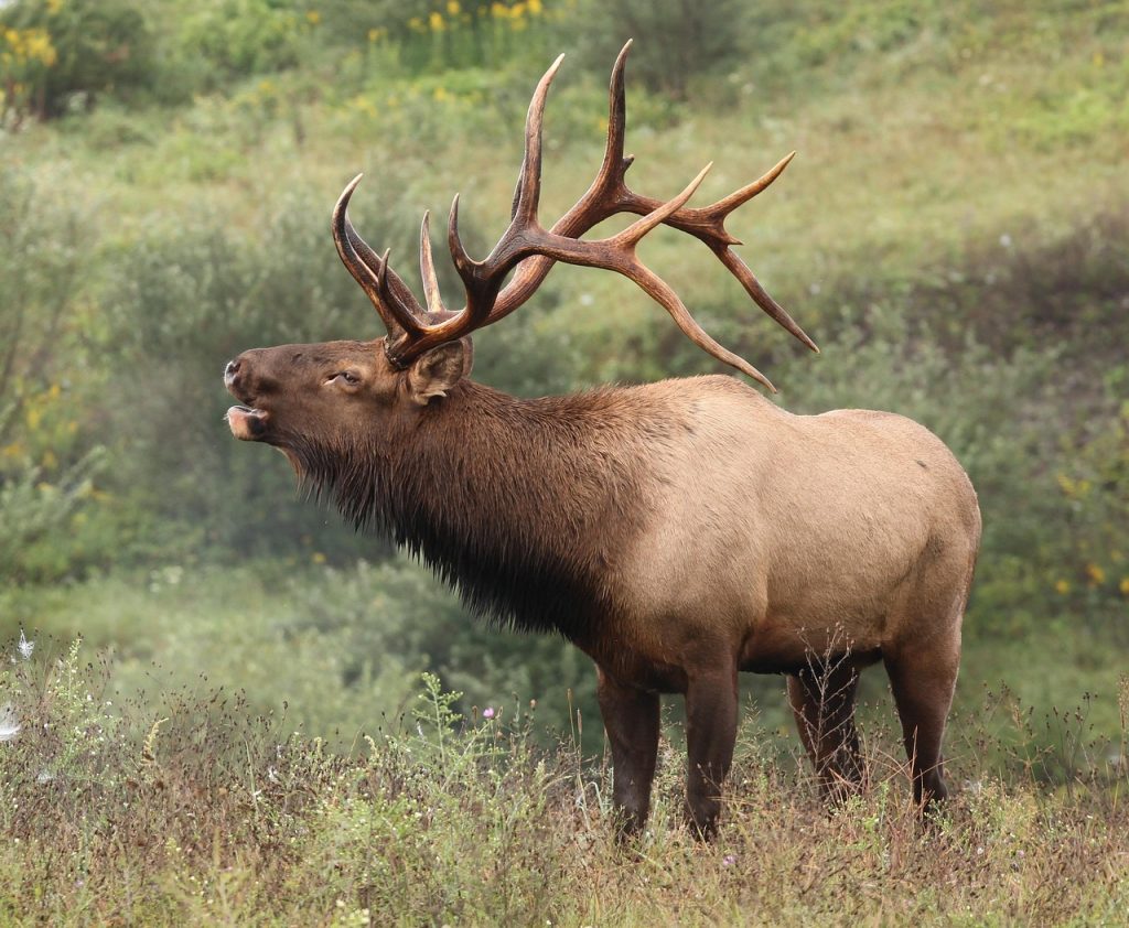 KNEB-AM 960 AM – 100.3 FM - Nebraska Big Game Society to auction elk ...