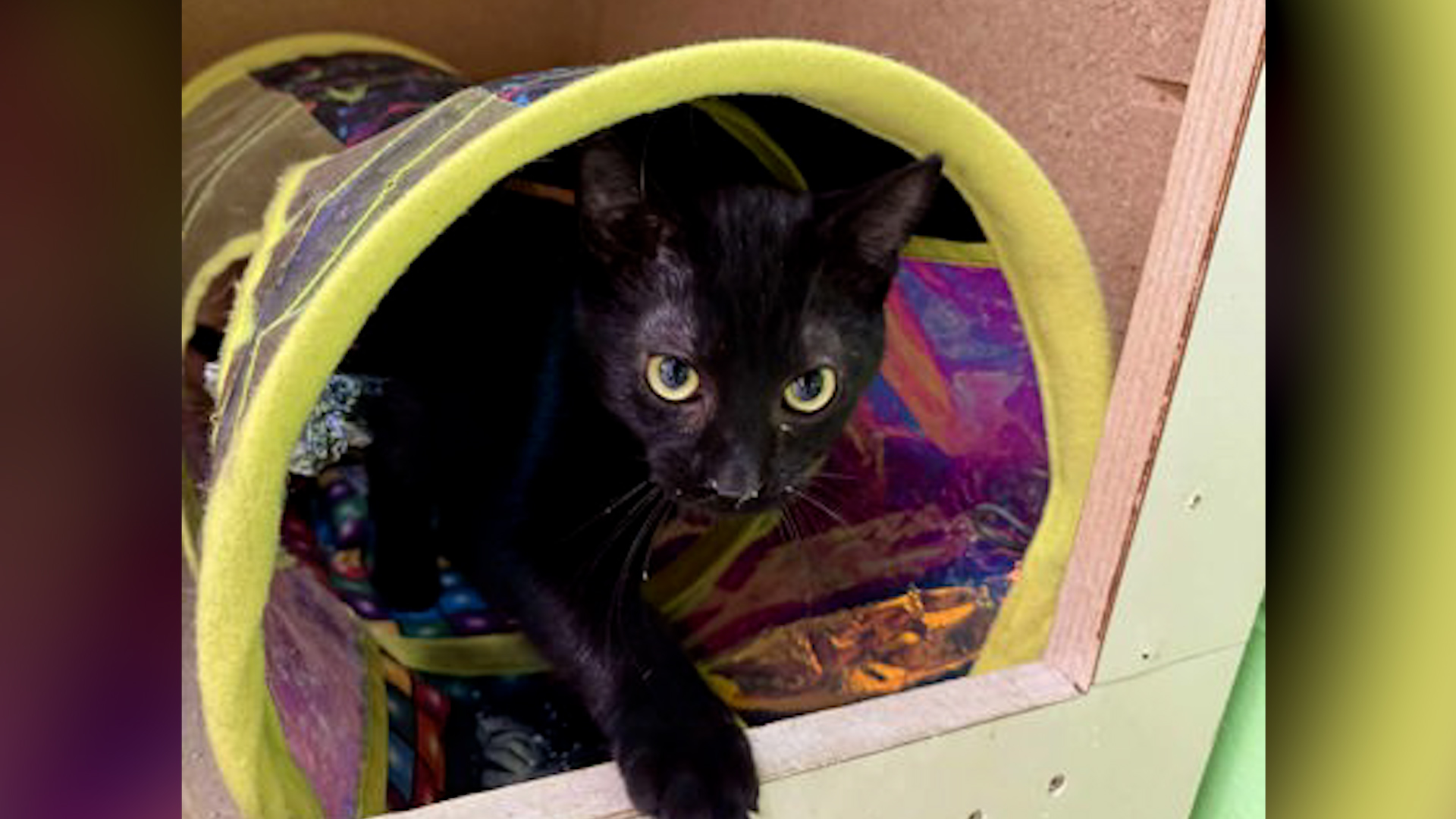 KNEB-AM 960 AM – 100.3 FM - Rickon- PHS Pet of the Week