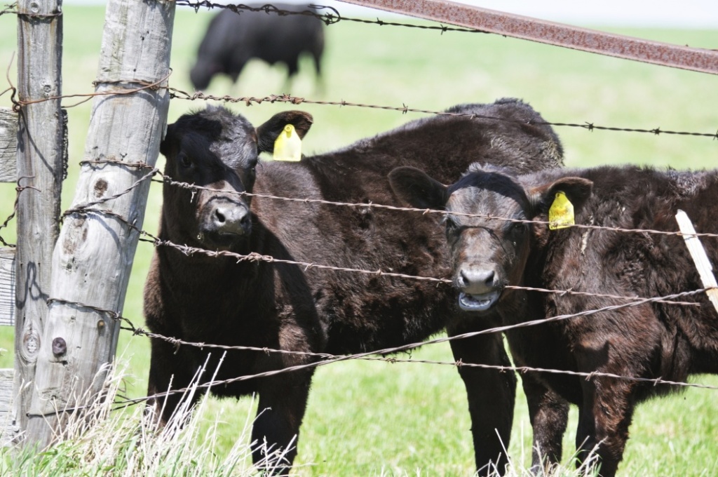 Addressing Weak Calf Syndrome | KNEB