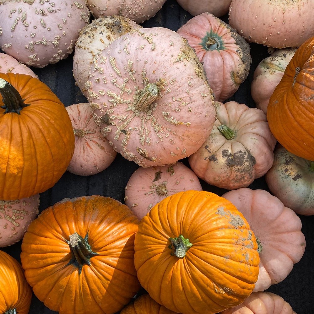 KRVN 880 – KRVN 93.1 – KAMI - Local businesses making Pumpkin to Pint ...